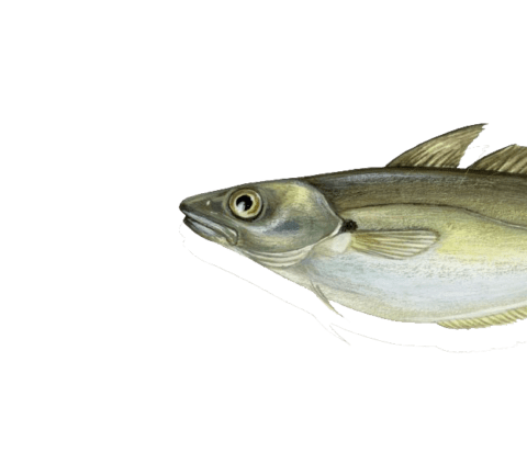 Merlangius-merlangus-LARGE-1500-x-563-96dpi - WWF Fischratgeber